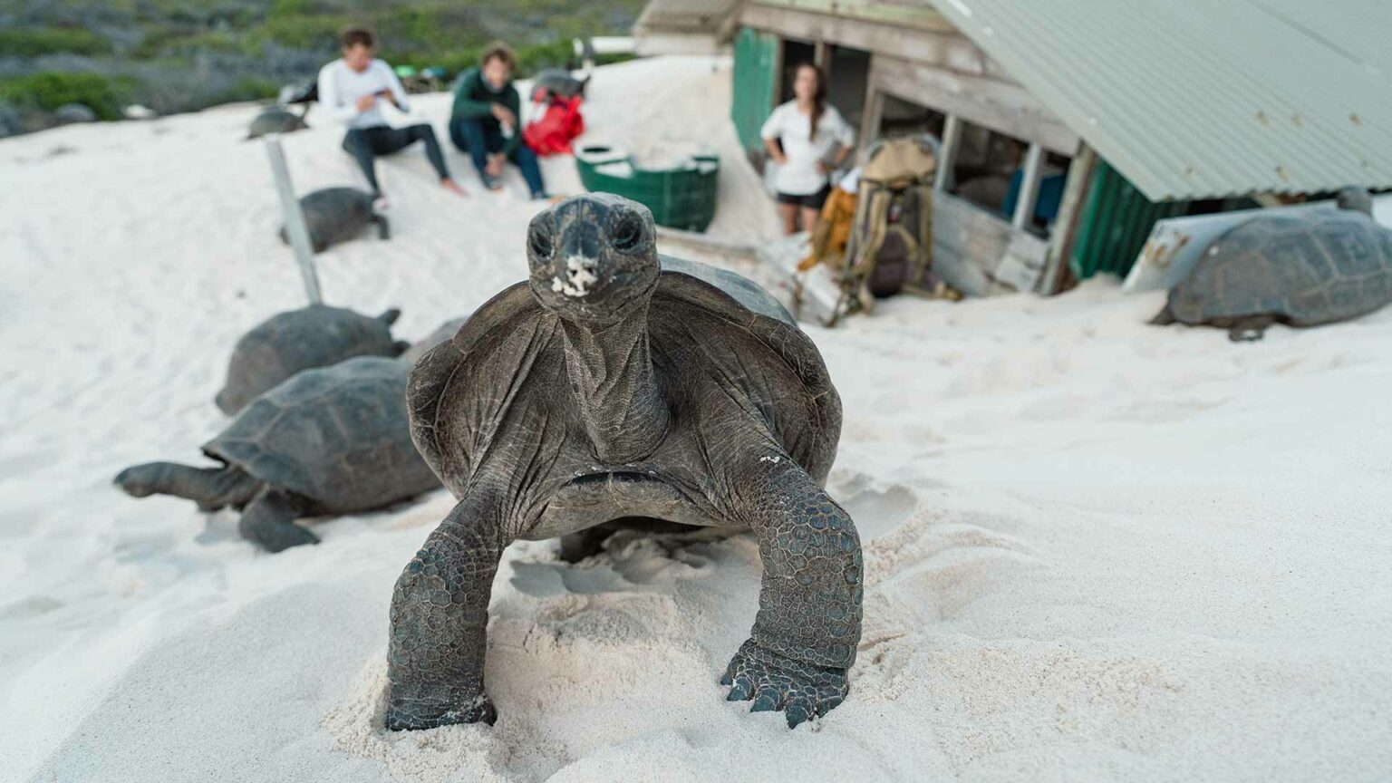 Day 9: Life Among Aldabra’s Giant Tortoises | 2025 Expedition Aldabra Atoll